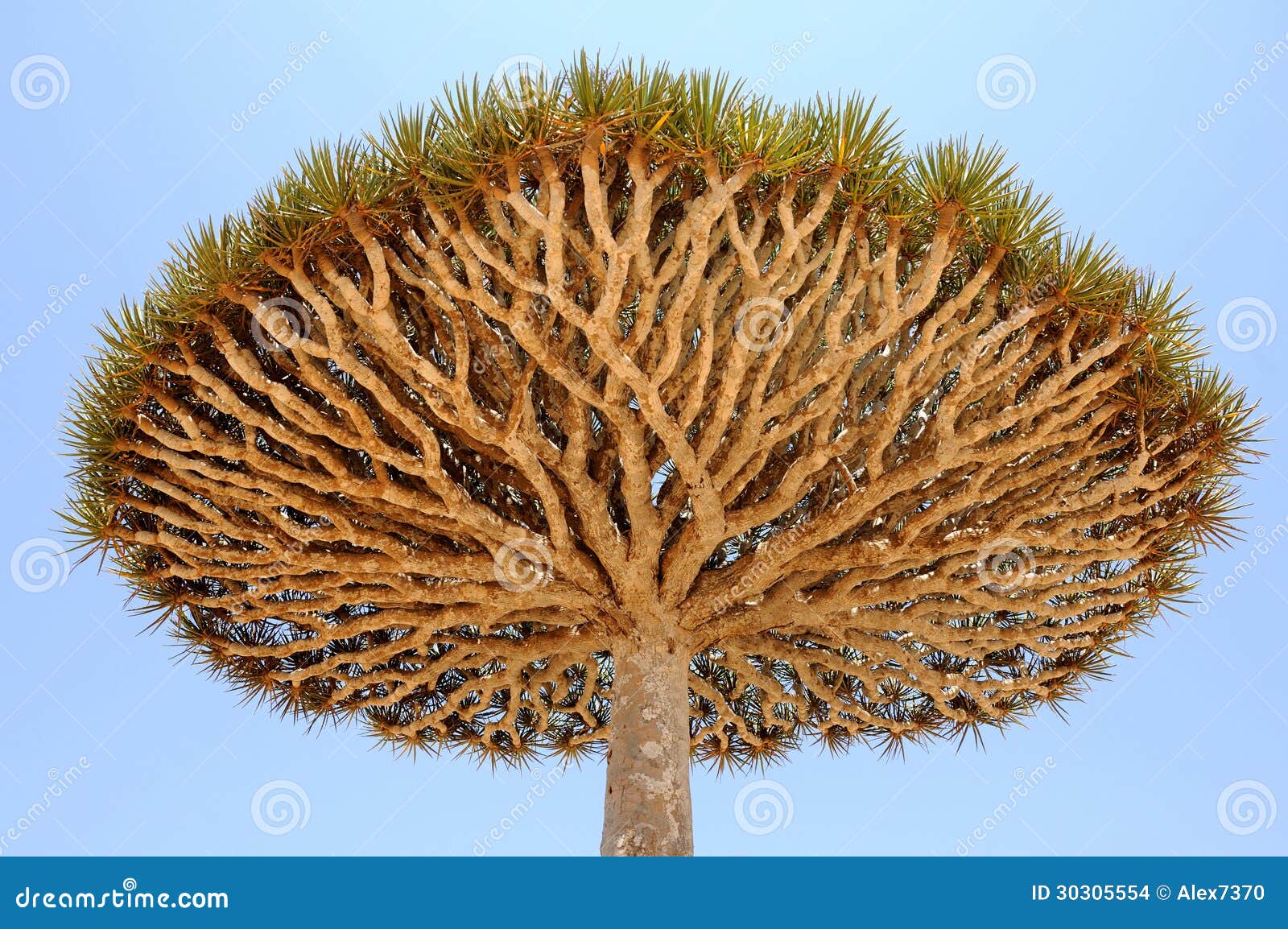 Dragon Tree Skin Texture Royalty-Free Stock Photography | CartoonDealer ...