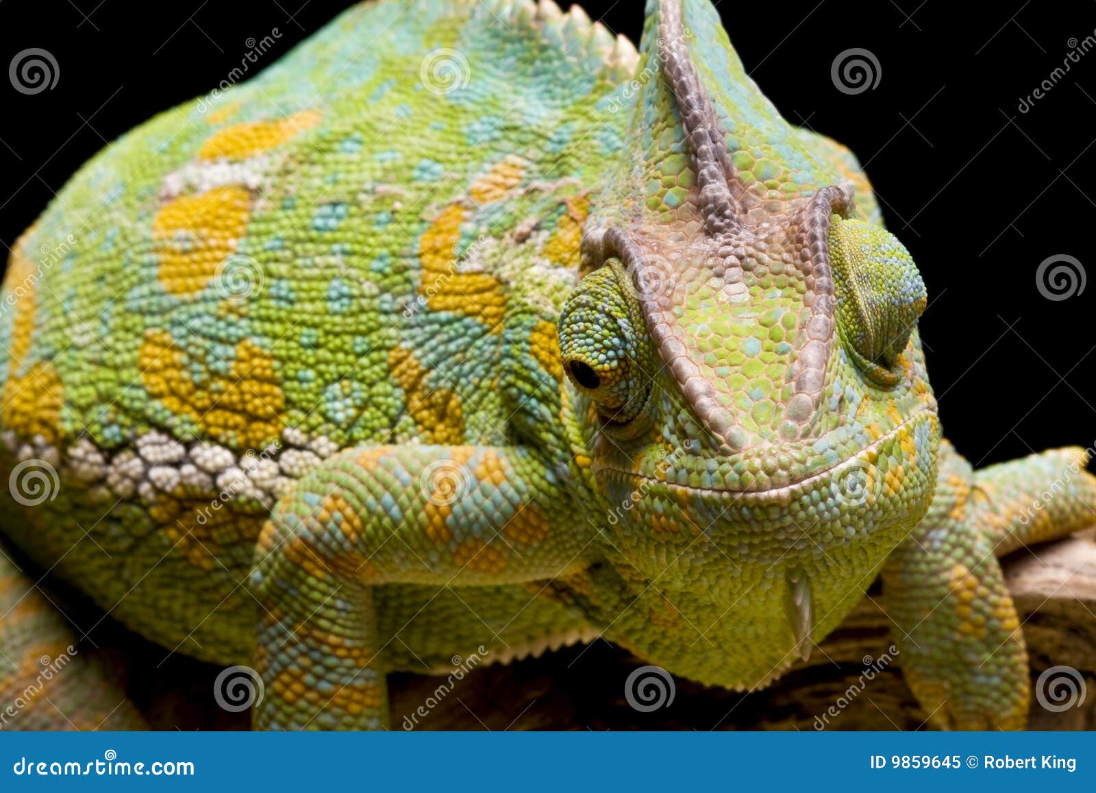 Veiled Chameleon Is Sitting On The Branch. Royalty-Free Stock ...