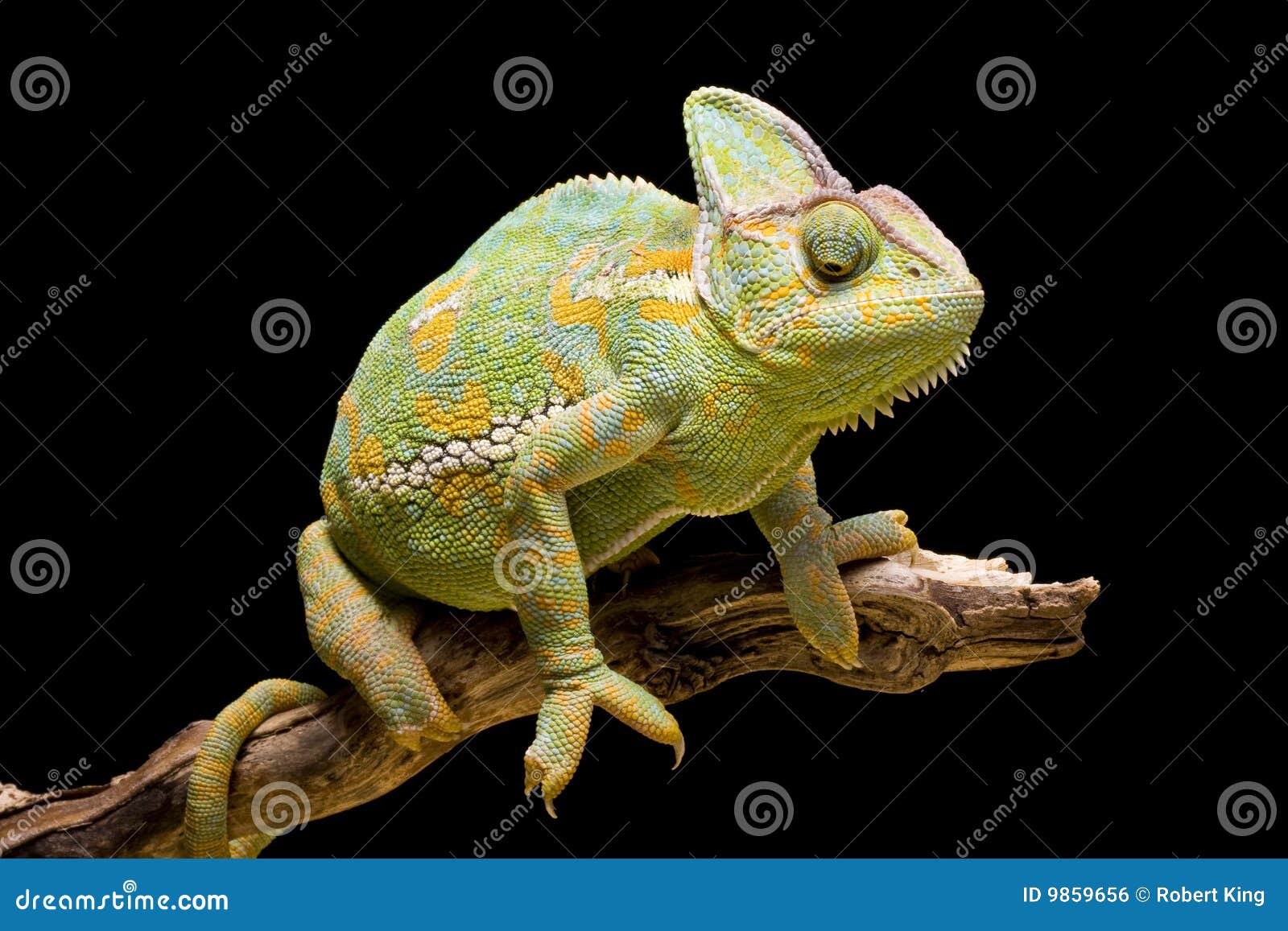 Yemen/Veiled Chameleon stock photo. Image of yellow, close - 9859656