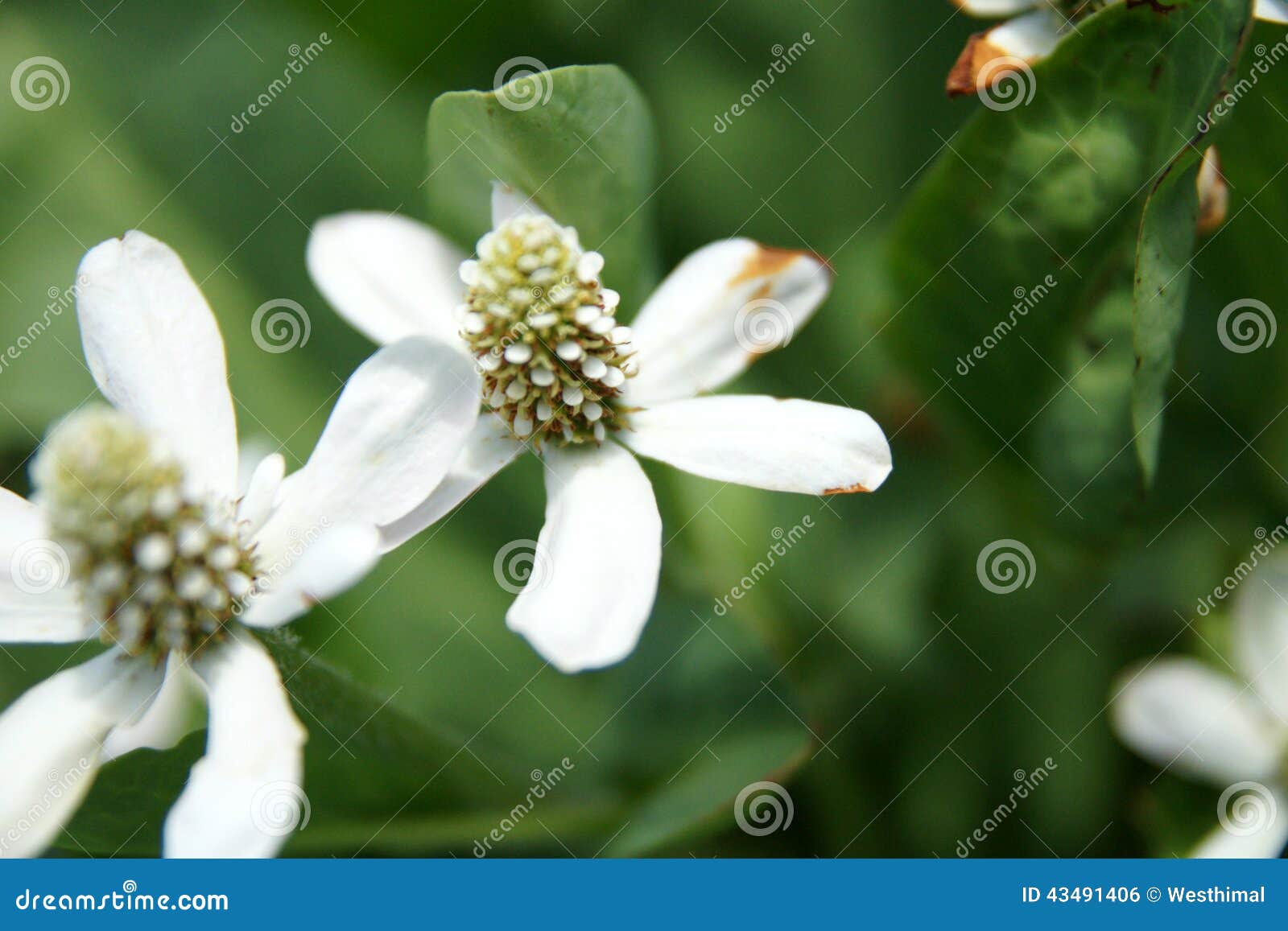 Yerba Mansa, Anemopsiscalifornica Arkivfoto - Bild av branta, vitt ...