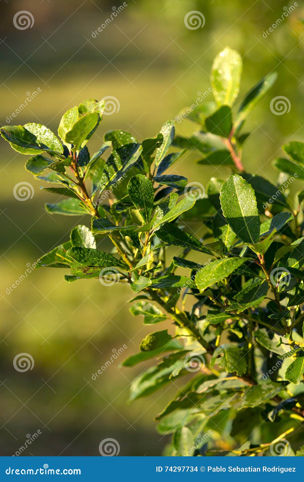 Flower Of The Yerba Mate Ilex Paraguariensis Plant In Puerto Iguazu ...
