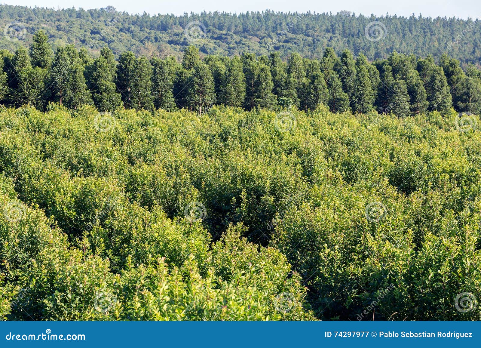 Yerba mate plantation stock image. Image of healthy, paraguaiensis ...