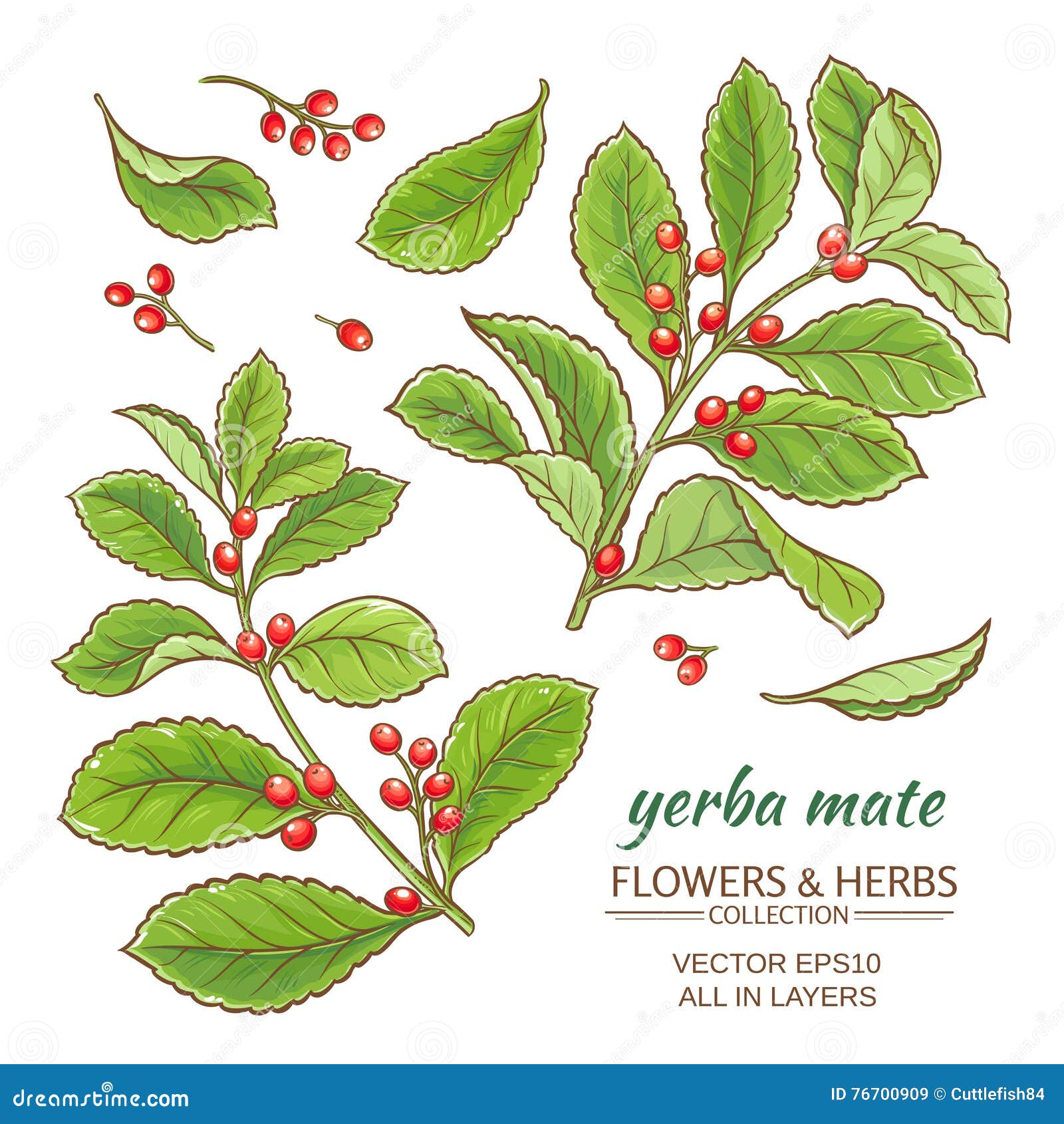 Yerba mate vector set stock vector. Illustration of mate - 76700909