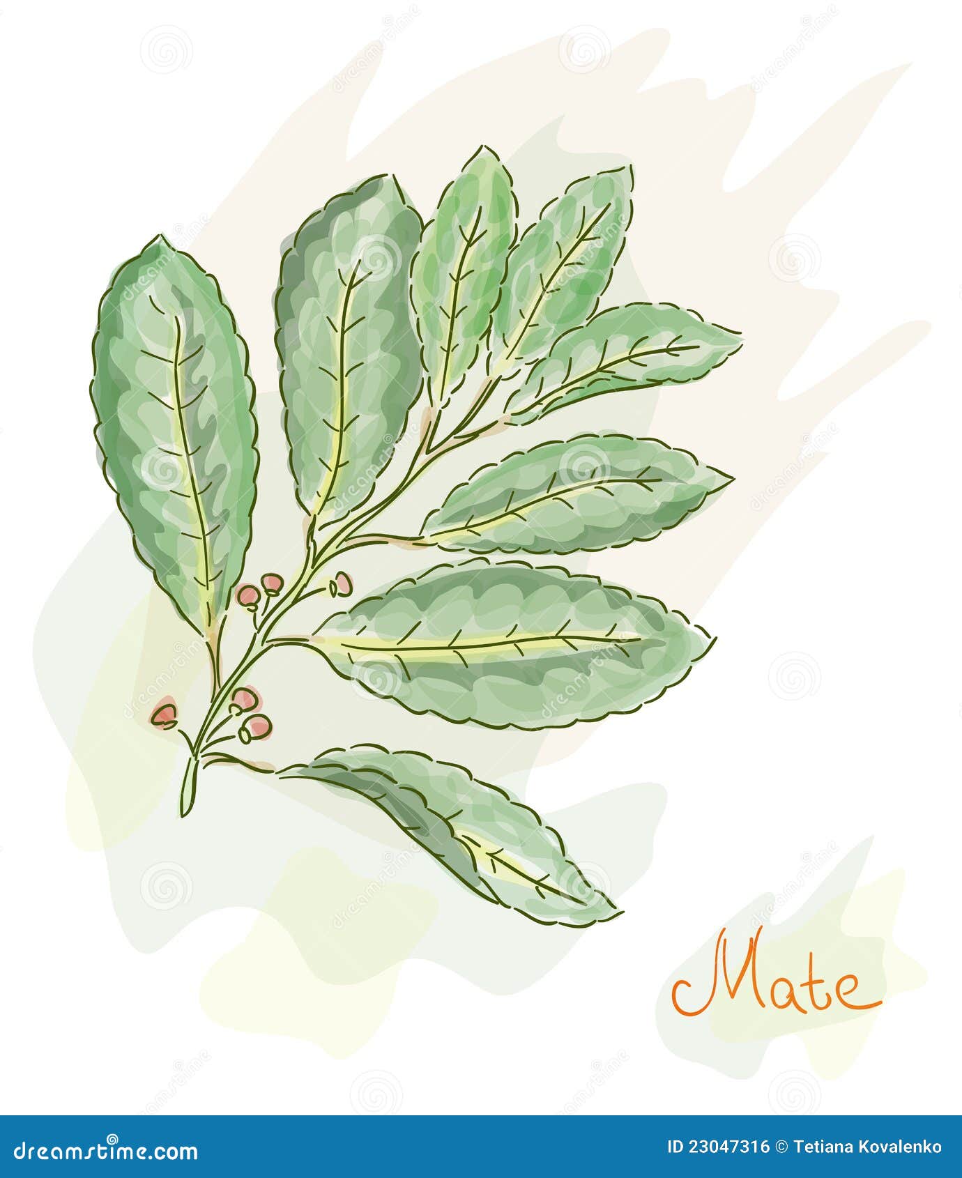Yerba Mate. Watercolor Style Stock Vector - Illustration of branch ...