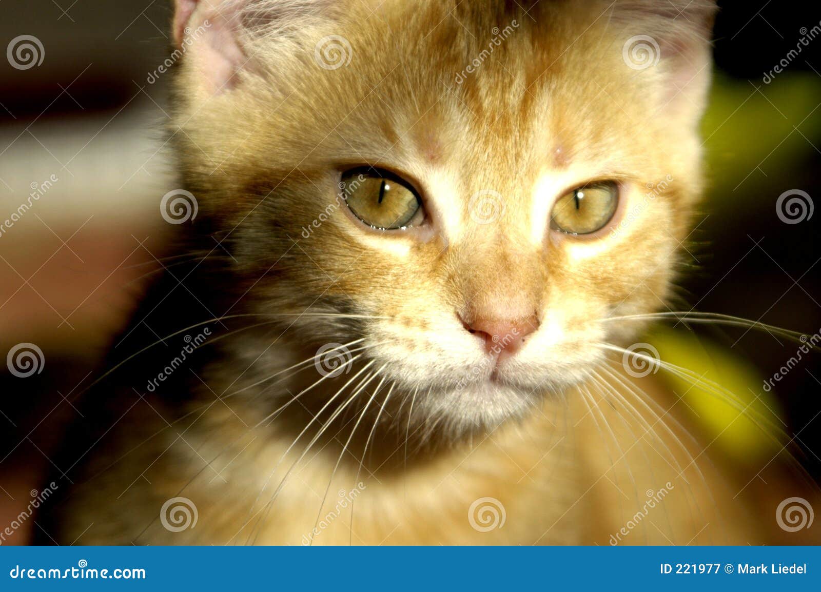 Yes stock image. Image of gaze, eyes, feline, kitty, stare - 221977