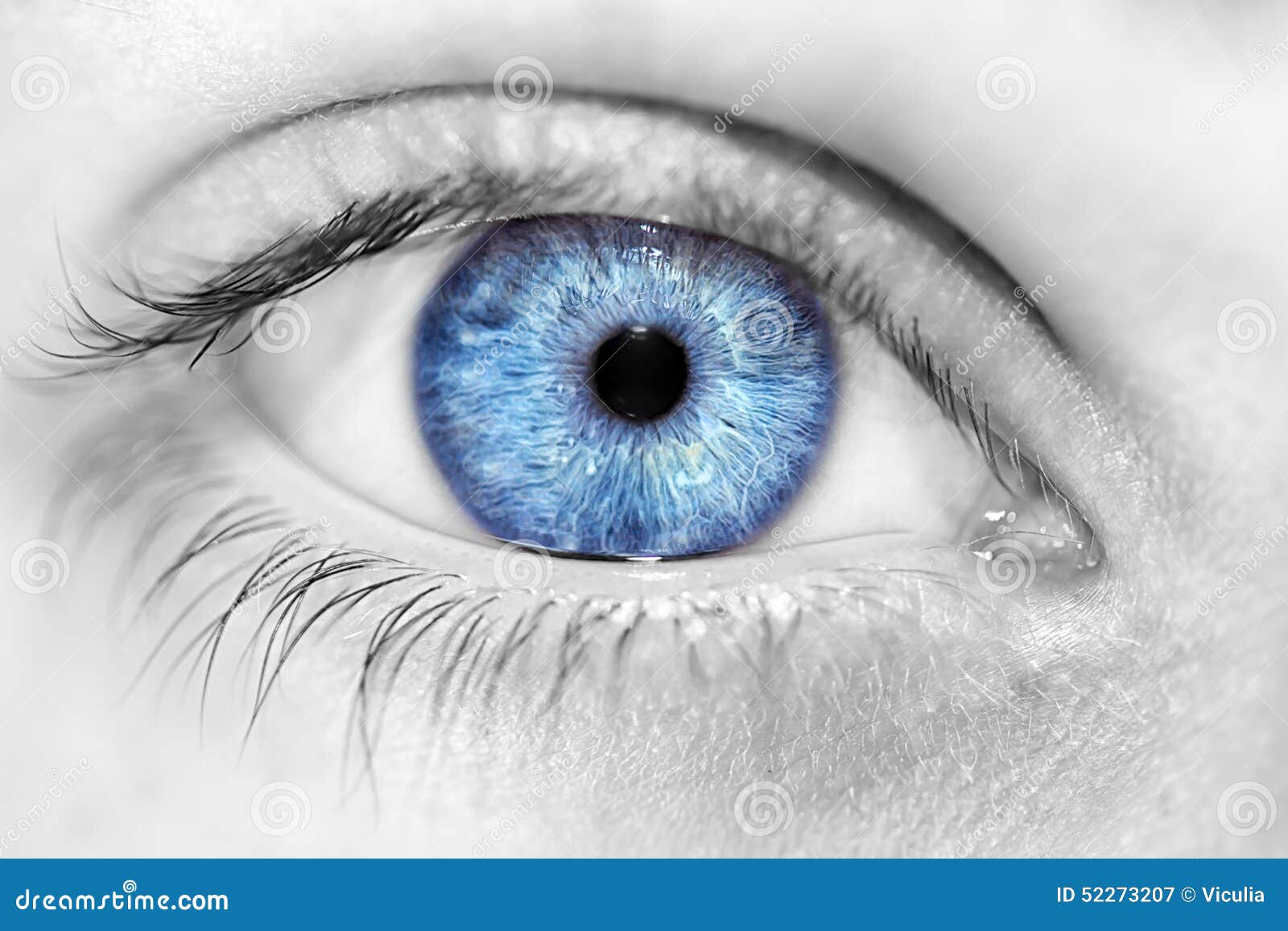 Yeux Bleus Perspicaces De Regard Image stock - Image du beauté, humain ...