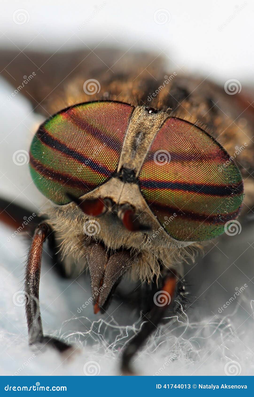 Yeux D'un Insecte Taon De Portrait Hybomitra Image stock - Image du ...