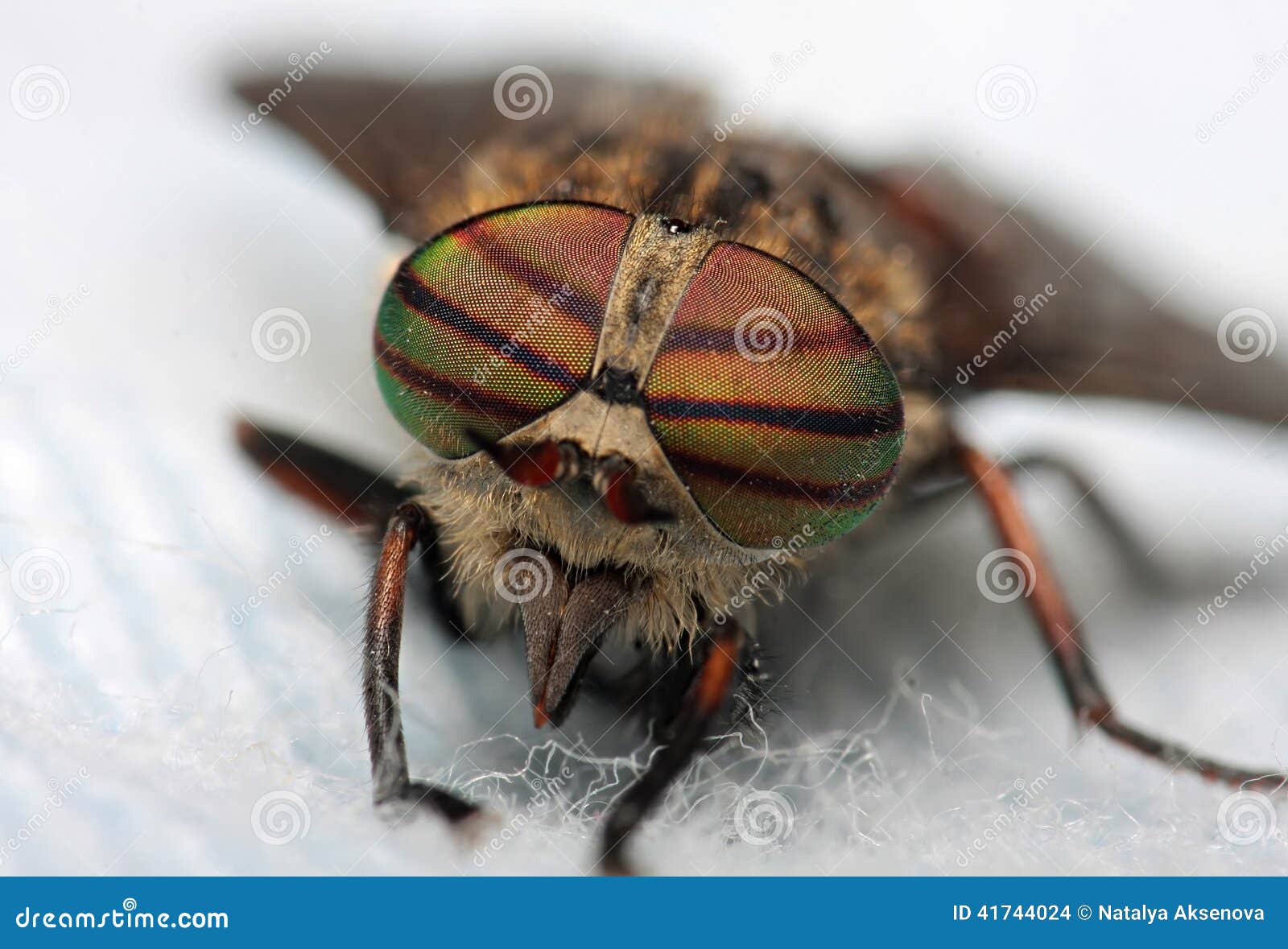 Yeux D'un Insecte Taon De Portrait Hybomitra Photo stock - Image du ...