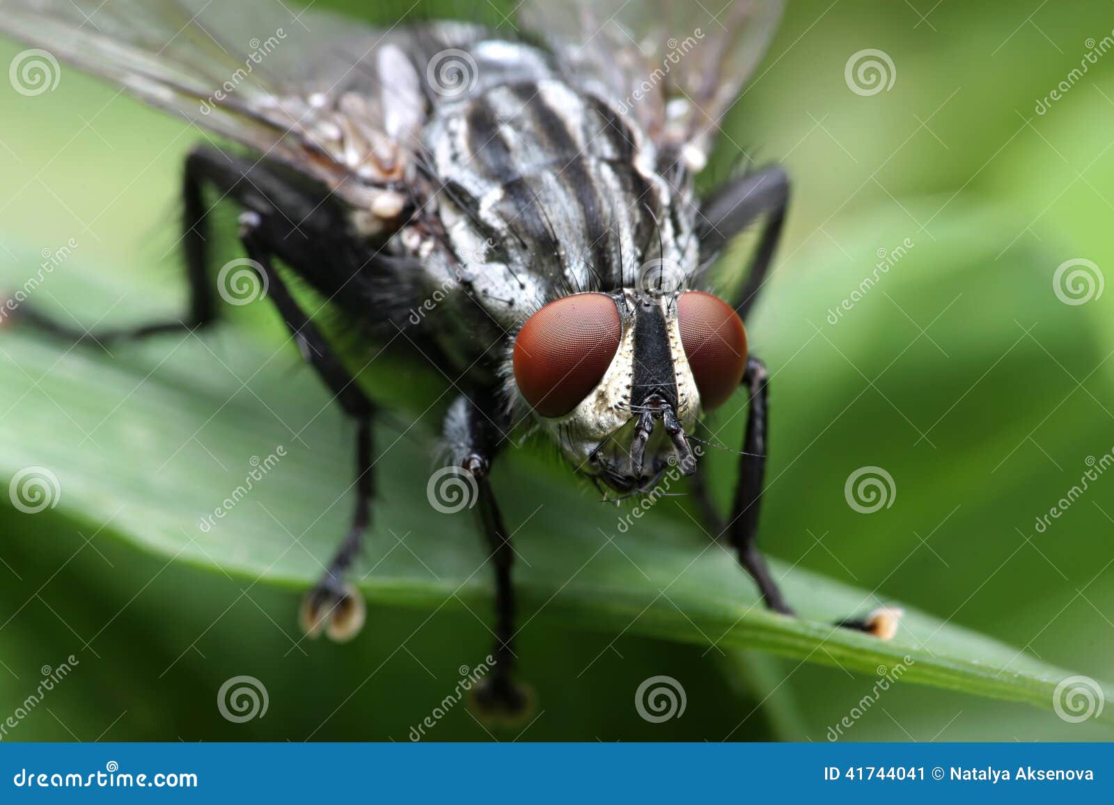 Yeux D'un Insecte Taon De Portrait Hybomitra Image stock - Image du ...