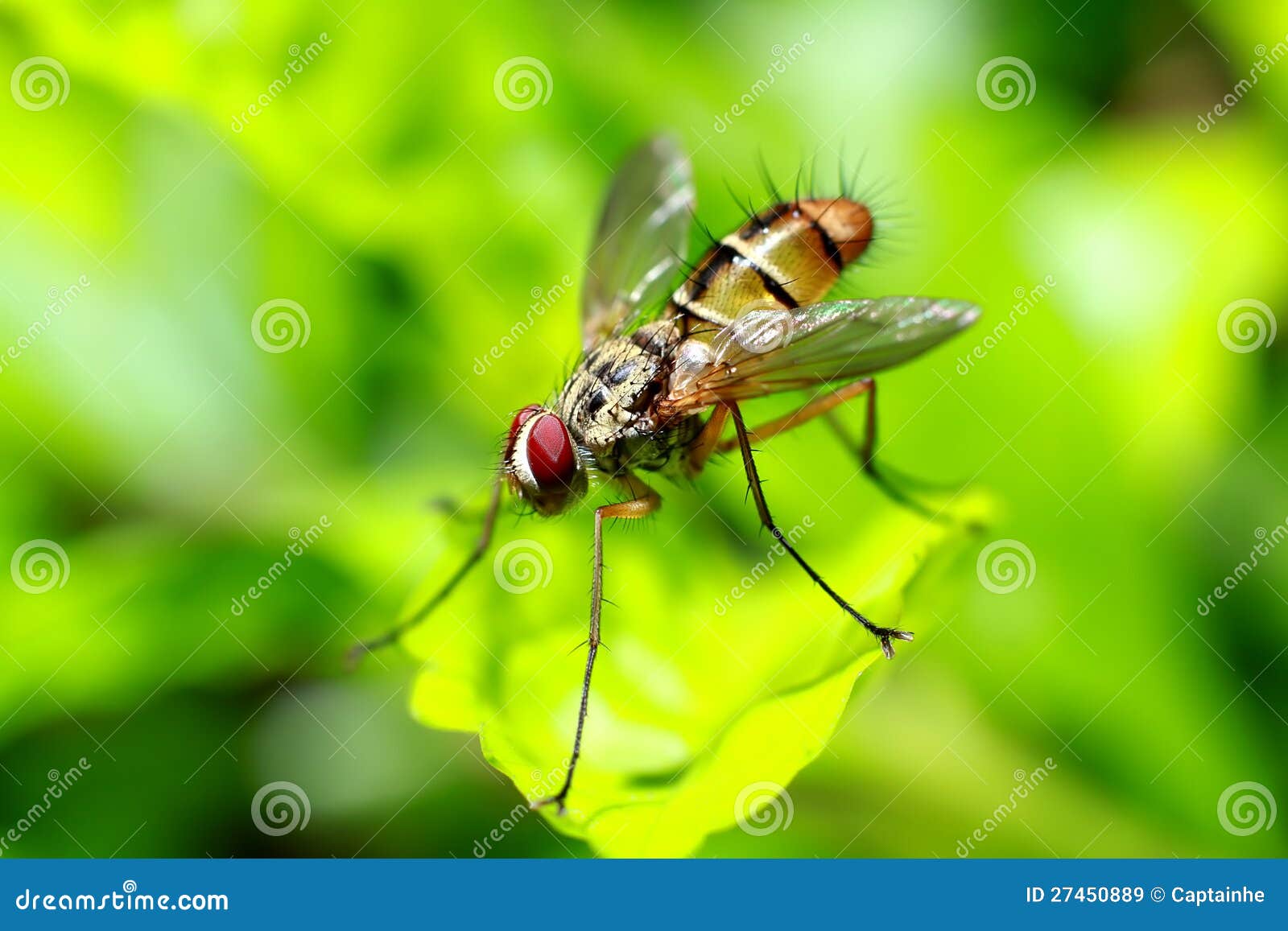 Yeux D Une Mouche Photos Stock - Téléchargez 5,925 Photos libres de droits