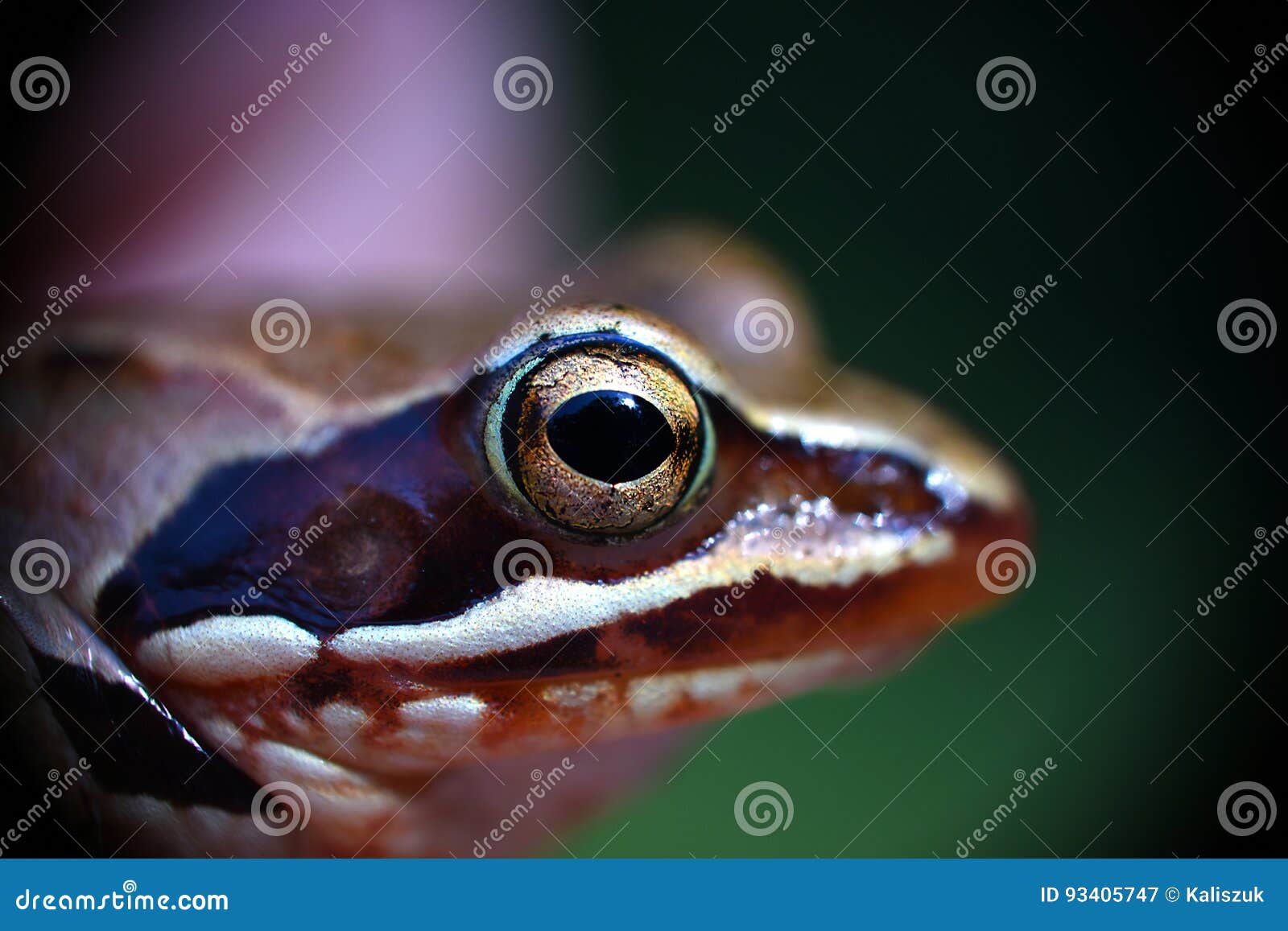 Yeux de grenouille image stock. Image du orientation - 93405747