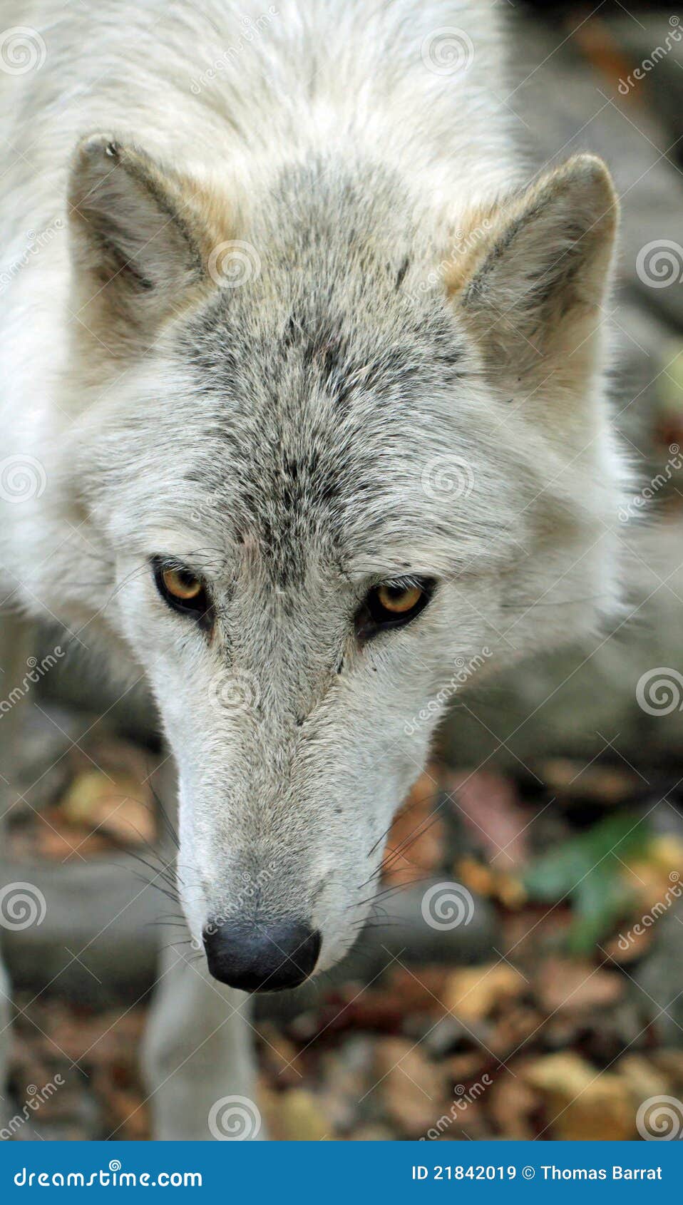 Yeux Et Oreilles Arctiques De Loup Image stock - Image du jersey ...