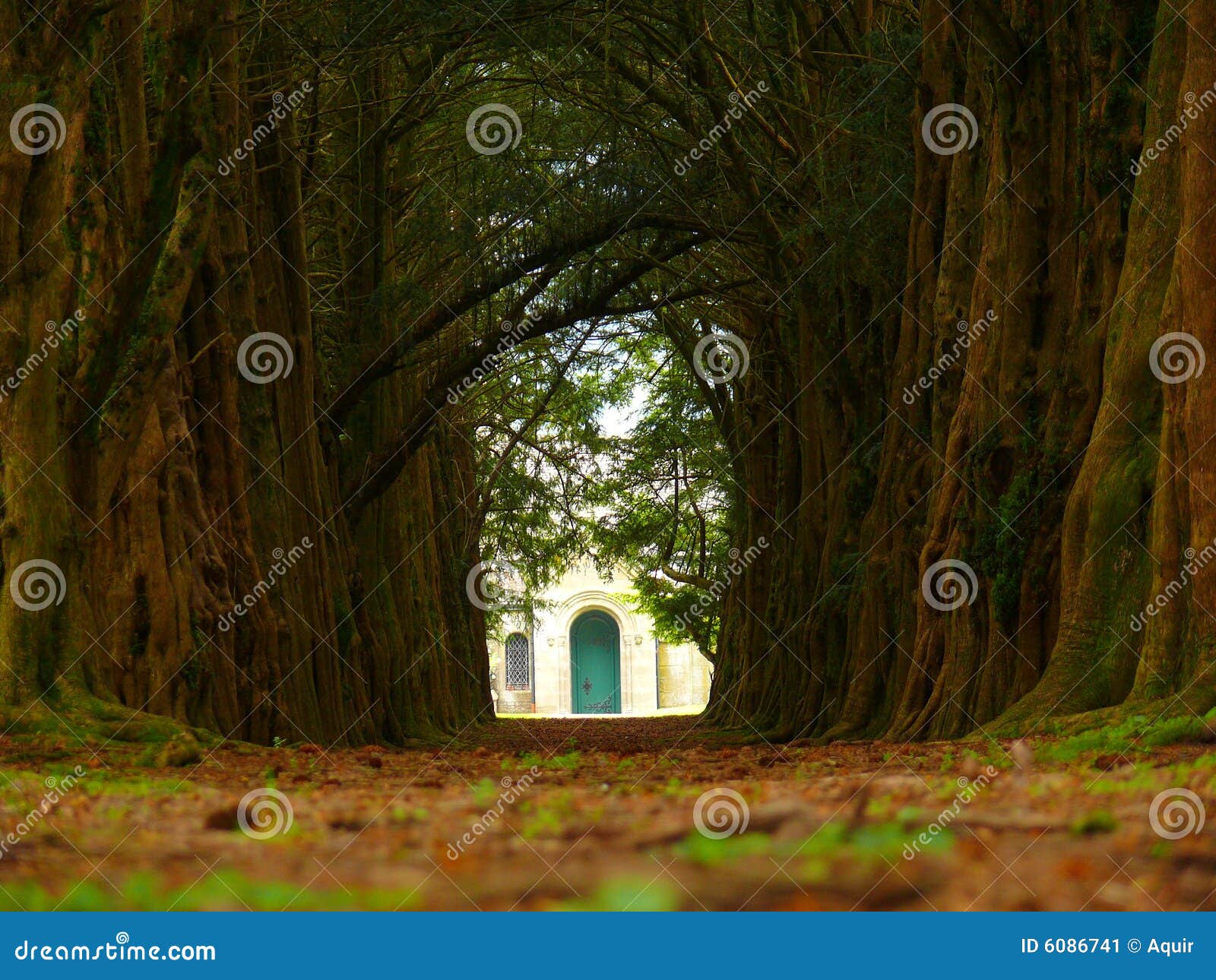 Yew alley stock image. Image of avenue, trees, mystic - 6086741