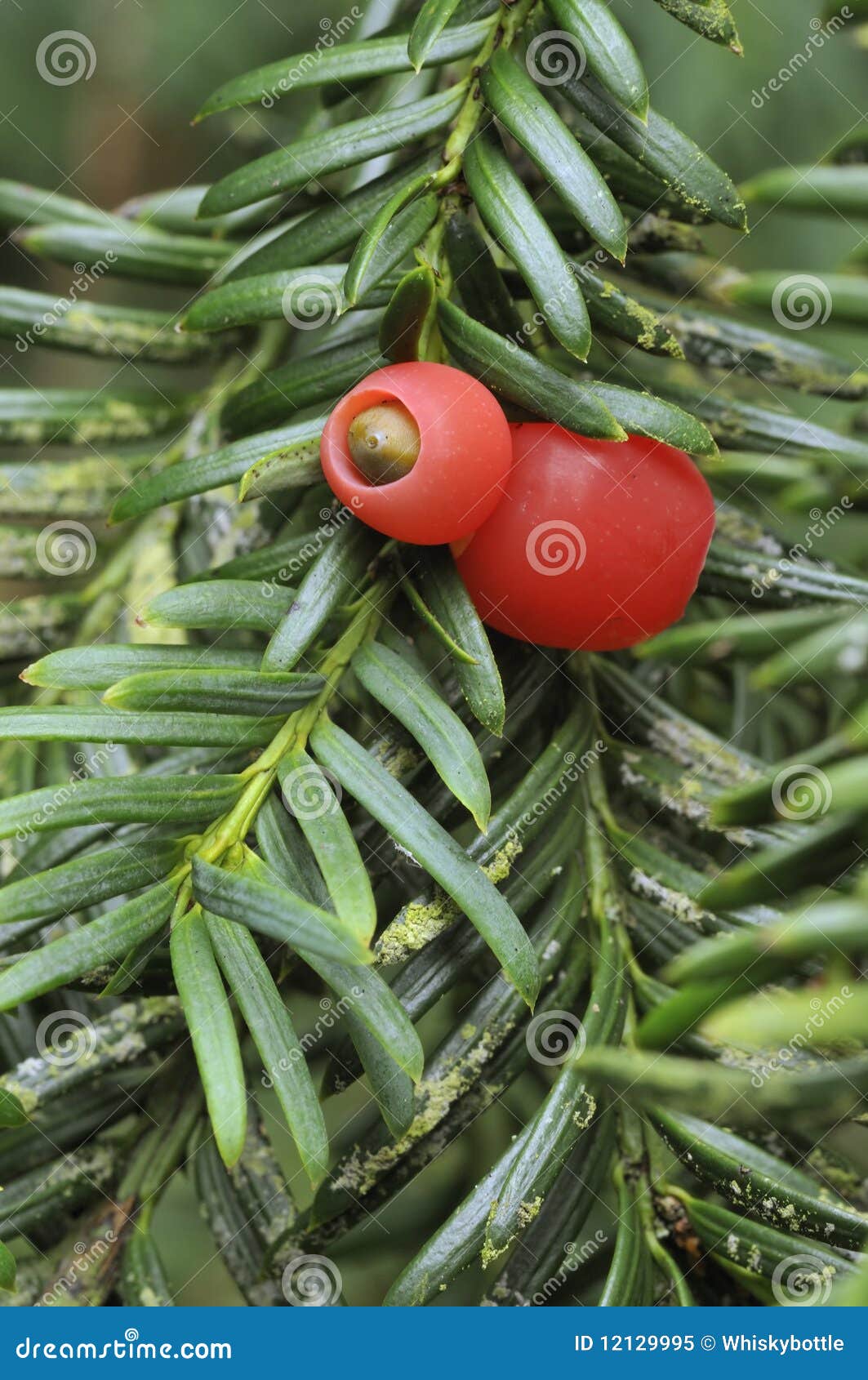 Taxus Baccata David Yew Tree, English Or European Yew Young Bush In The ...