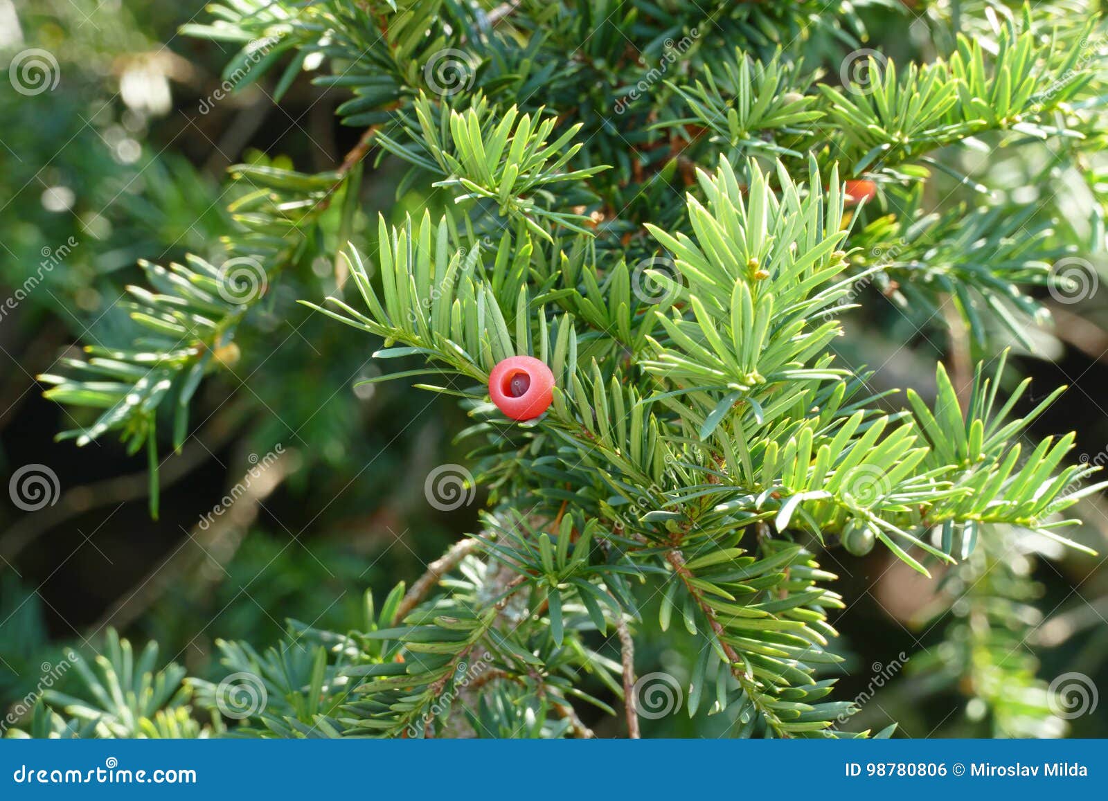 Yew berry stock photo. Image of closeup, pine, bush, poisonous - 98780806