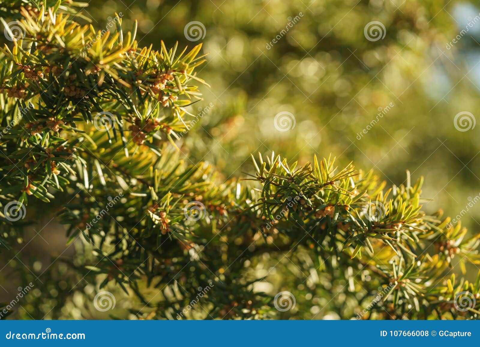Yew Branches in Spring Morning Stock Photo - Image of macro, green ...