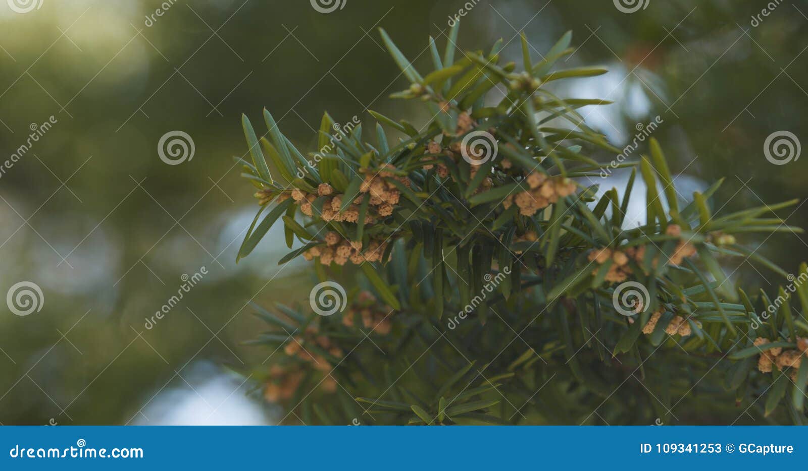 Yew Branches in Spring Morning Stock Image - Image of closeup ...