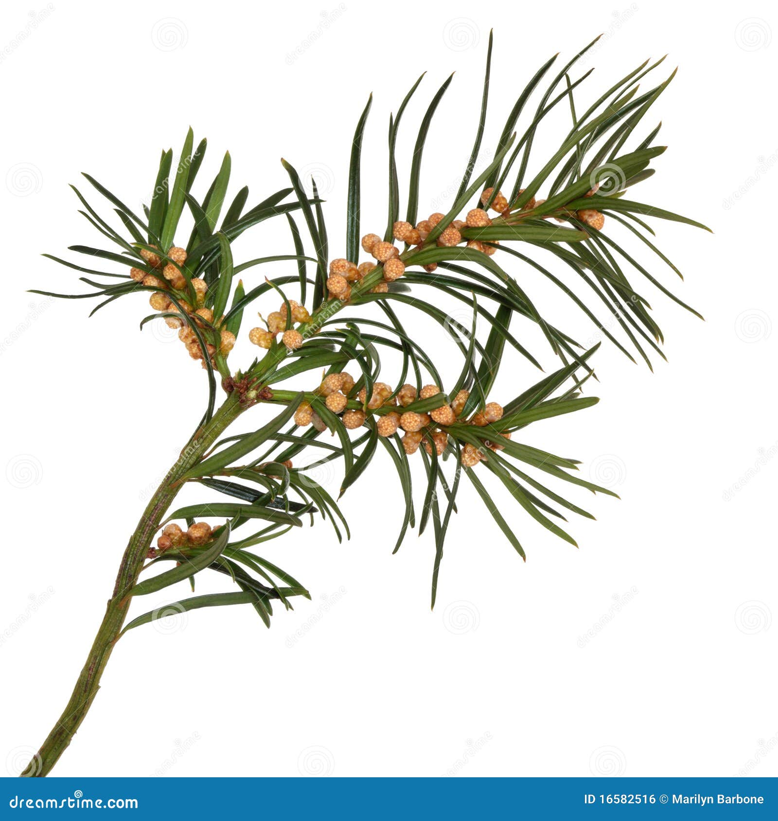 Yew Leaf Sprig stock photo. Image of flora, remedy, leaves - 16582516