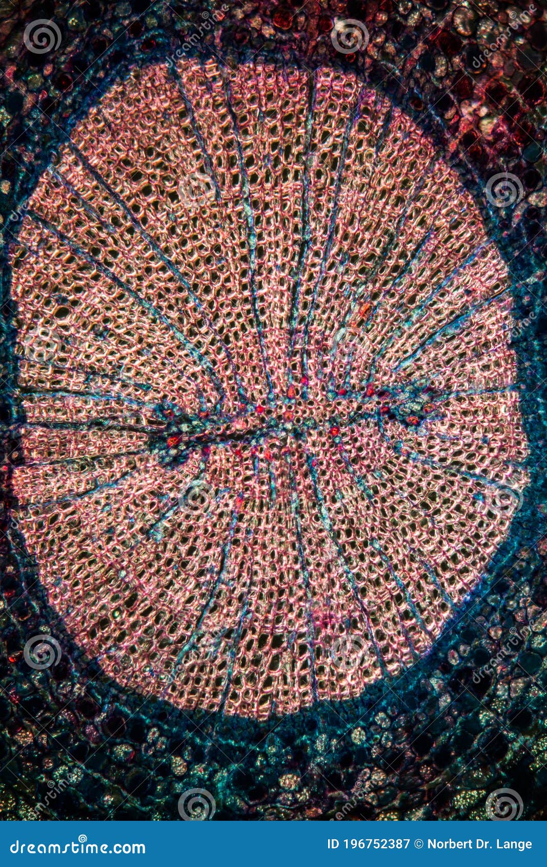 Yew root stock image. Image of histology, propagation - 196752387