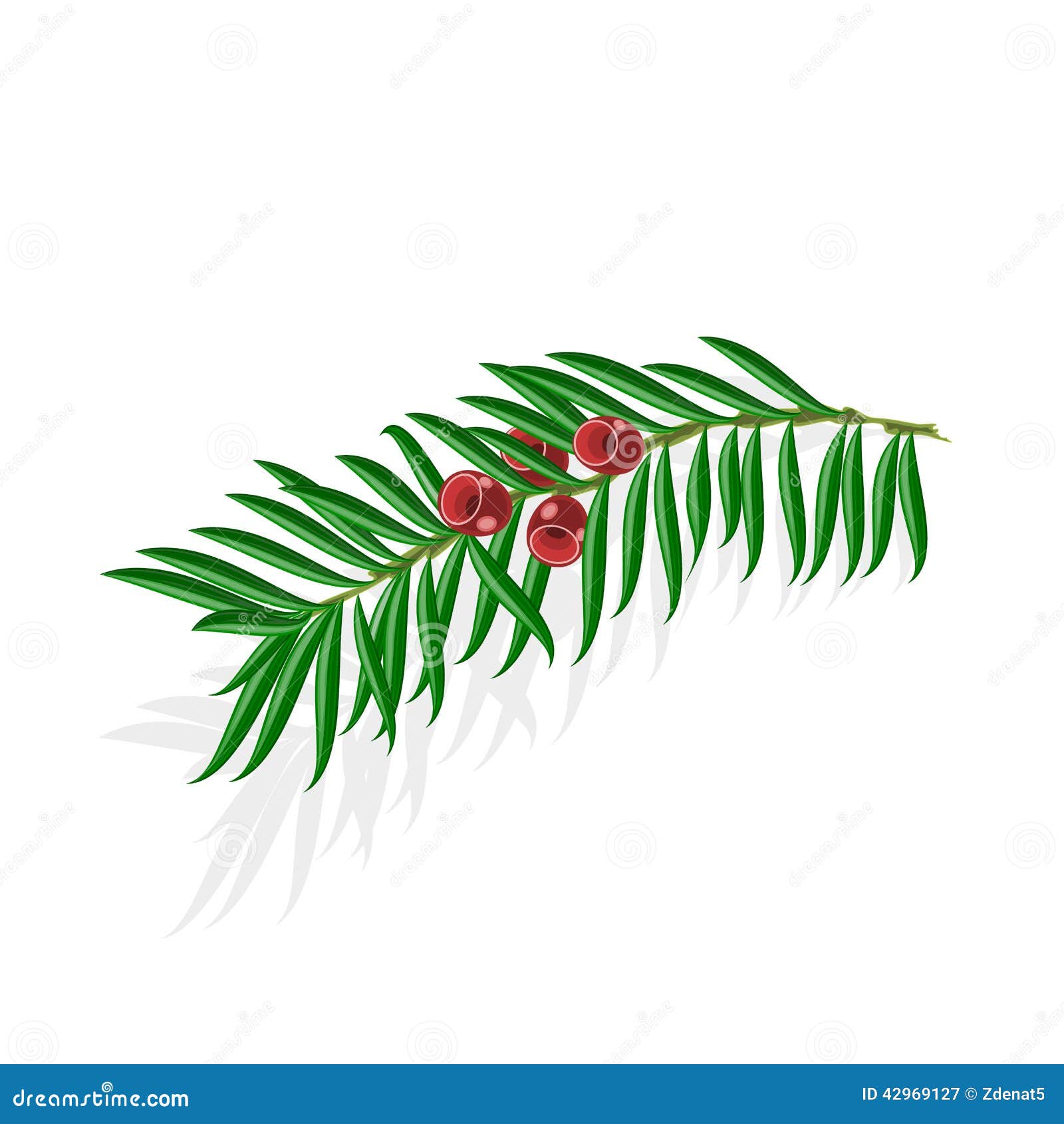 Yew Sprigs with Red Berries Vector Illustration Stock Vector ...