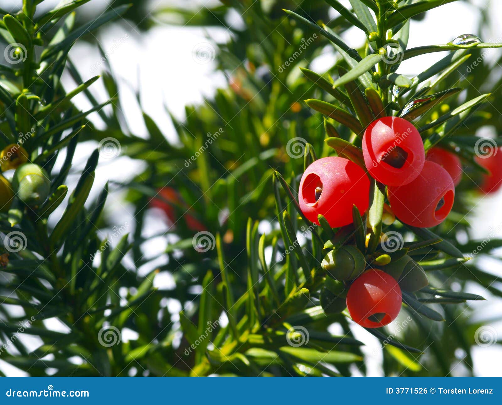 Yew tree stock photo. Image of taxaceae, poison, detail - 3771526