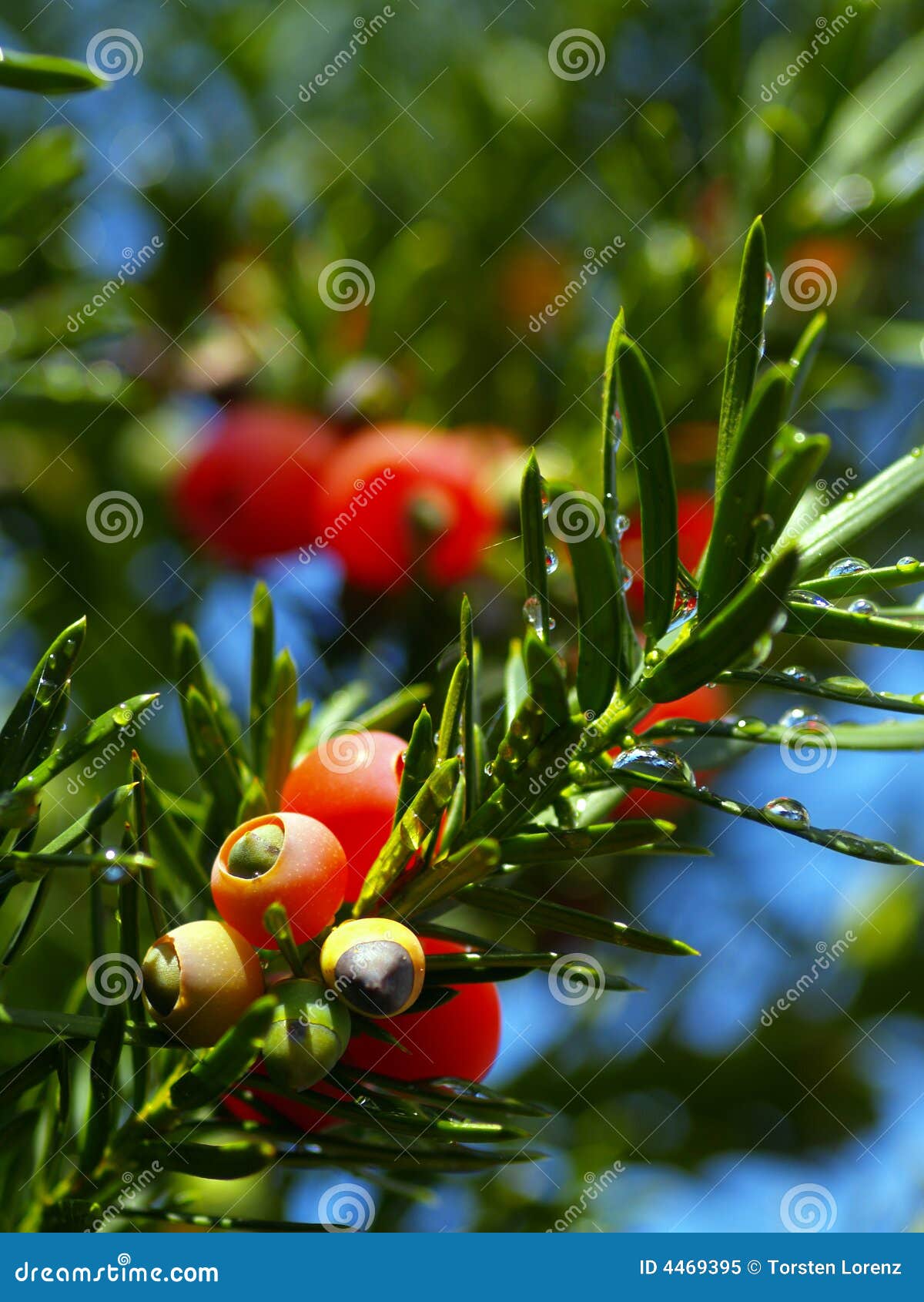 Yew tree stock image. Image of macro, taxaceae, seed, tree - 4469395