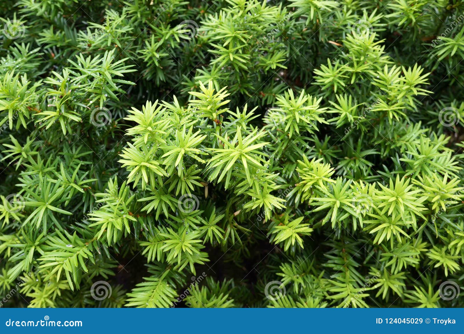 Yew Tree. Growing Branches with Green Needles. Stock Image - Image of ...