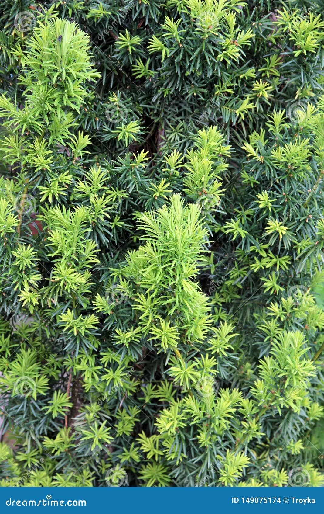 Yew Tree. Growing Branches with Young Green Needles Stock Photo - Image ...