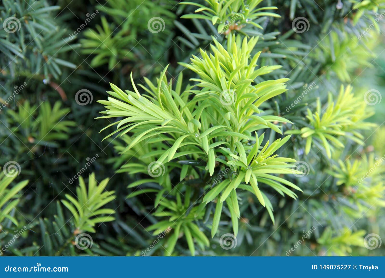 Yew Tree. Growing Branches with Young Green Needles Stock Image - Image ...