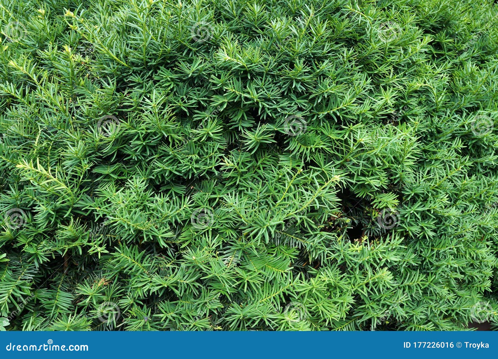 Yew Tree. Growing Branches with Young Green Needles Stock Photo - Image ...