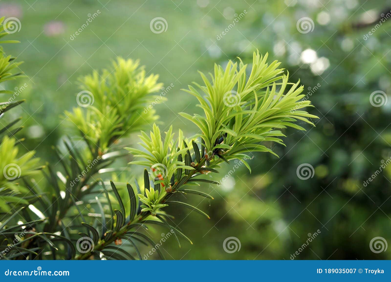 Yew Tree. Growing Branches with Young Green Needles Stock Image - Image ...