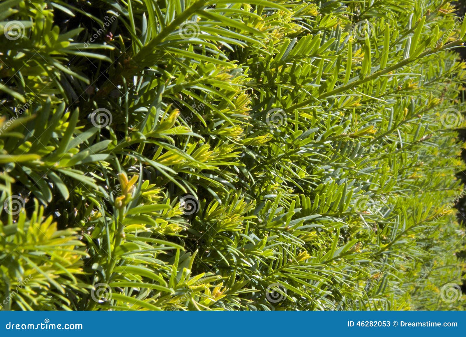 Yew Tree Hedge stock image. Image of macro, organic, lush - 46282053