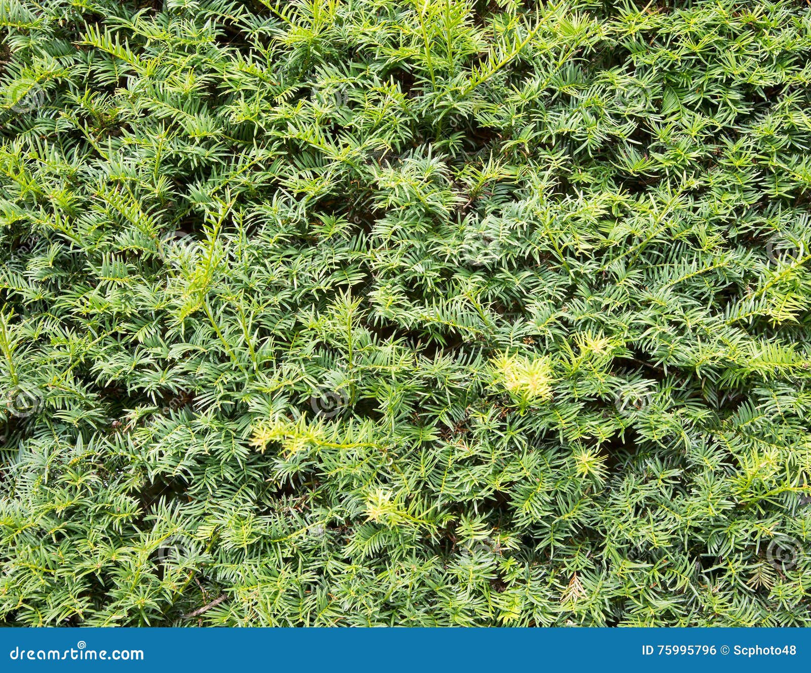 Yew tree hedge stock photo. Image of taxus, fine, garden - 75995796