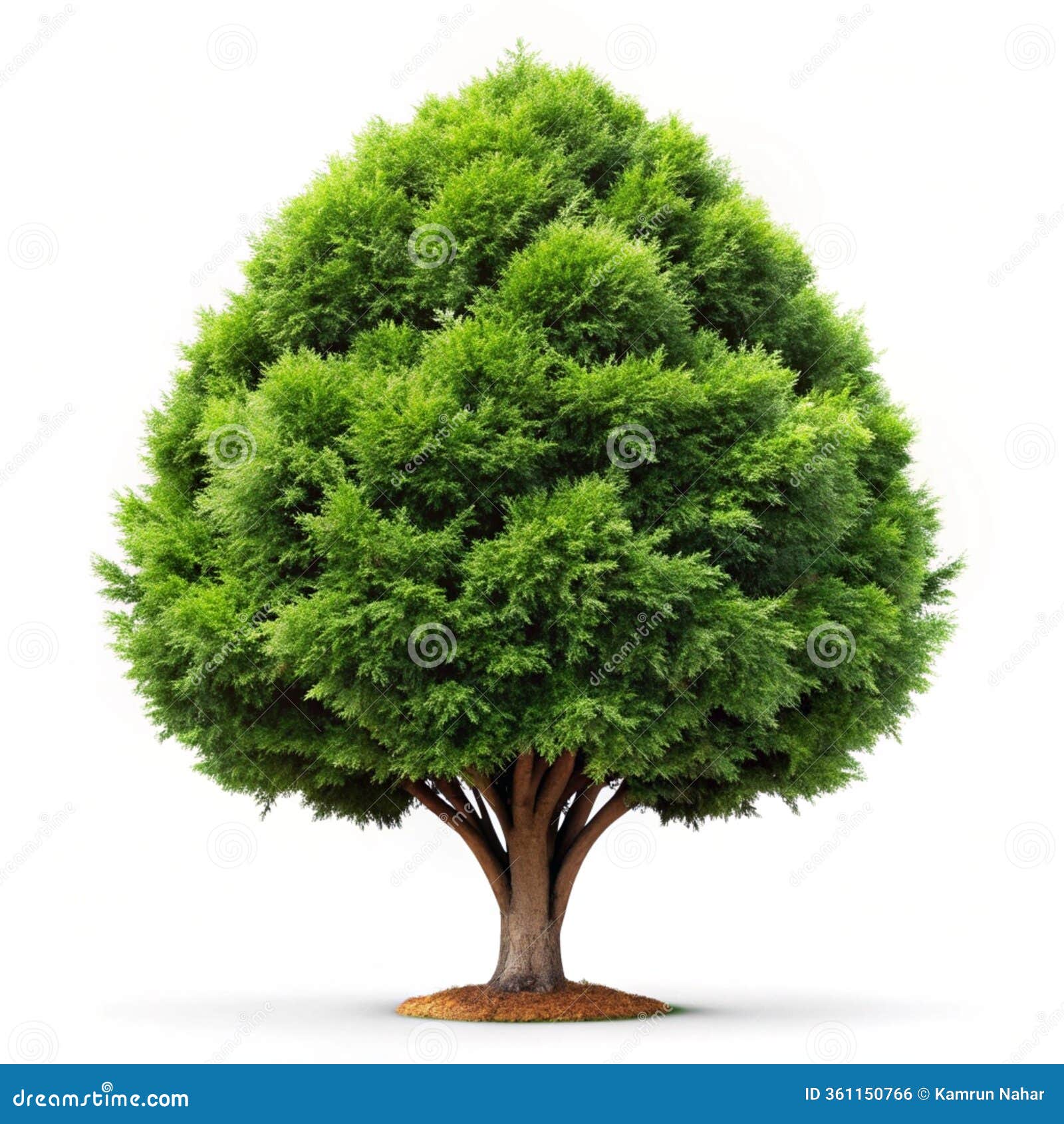 Yew Tree Isolated On Transparent Background Stock Photography ...