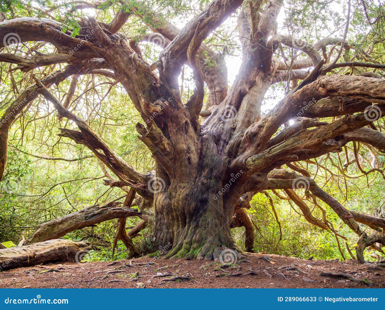 Yew Tree at Kingley Vale stock image. Image of grove - 289066633