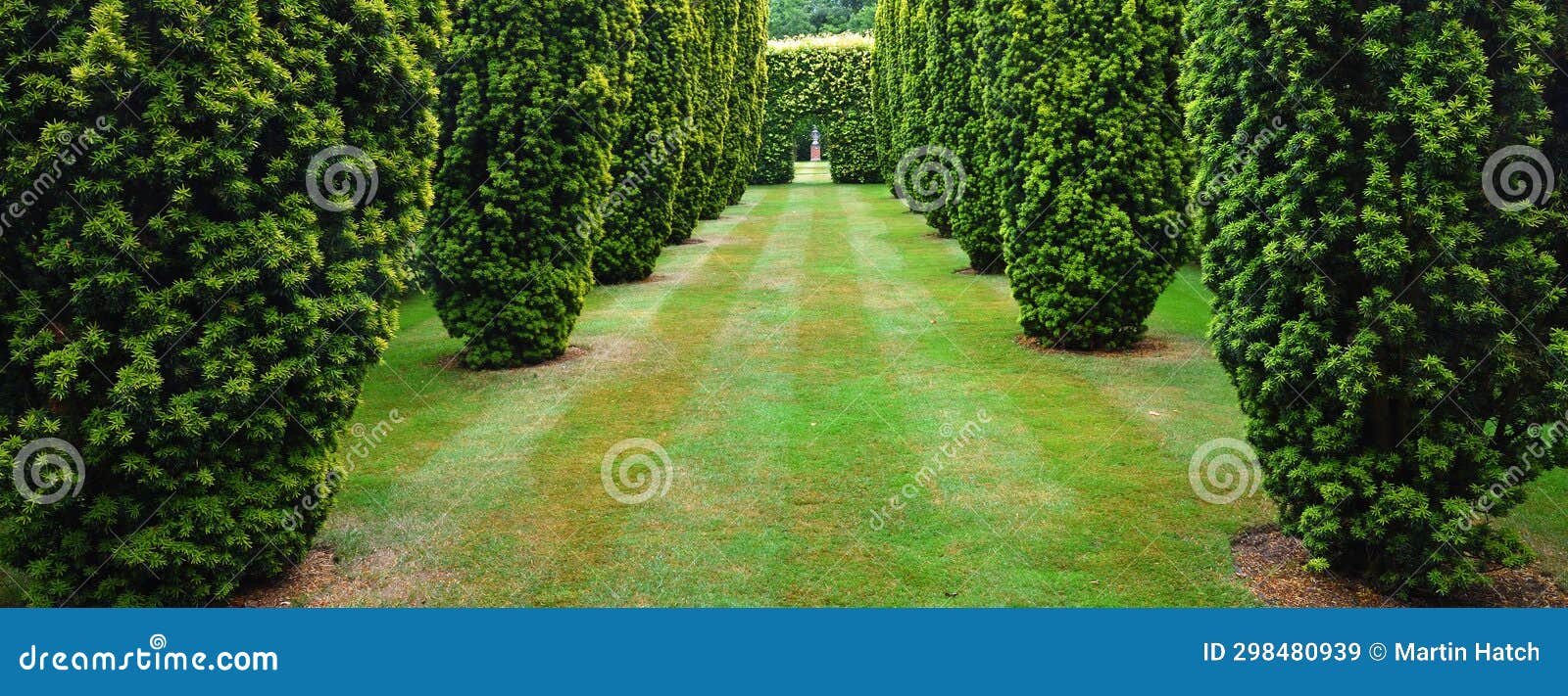 Yew Tree Lined Grass Path and Arch Cut through Hedge Stock Image ...