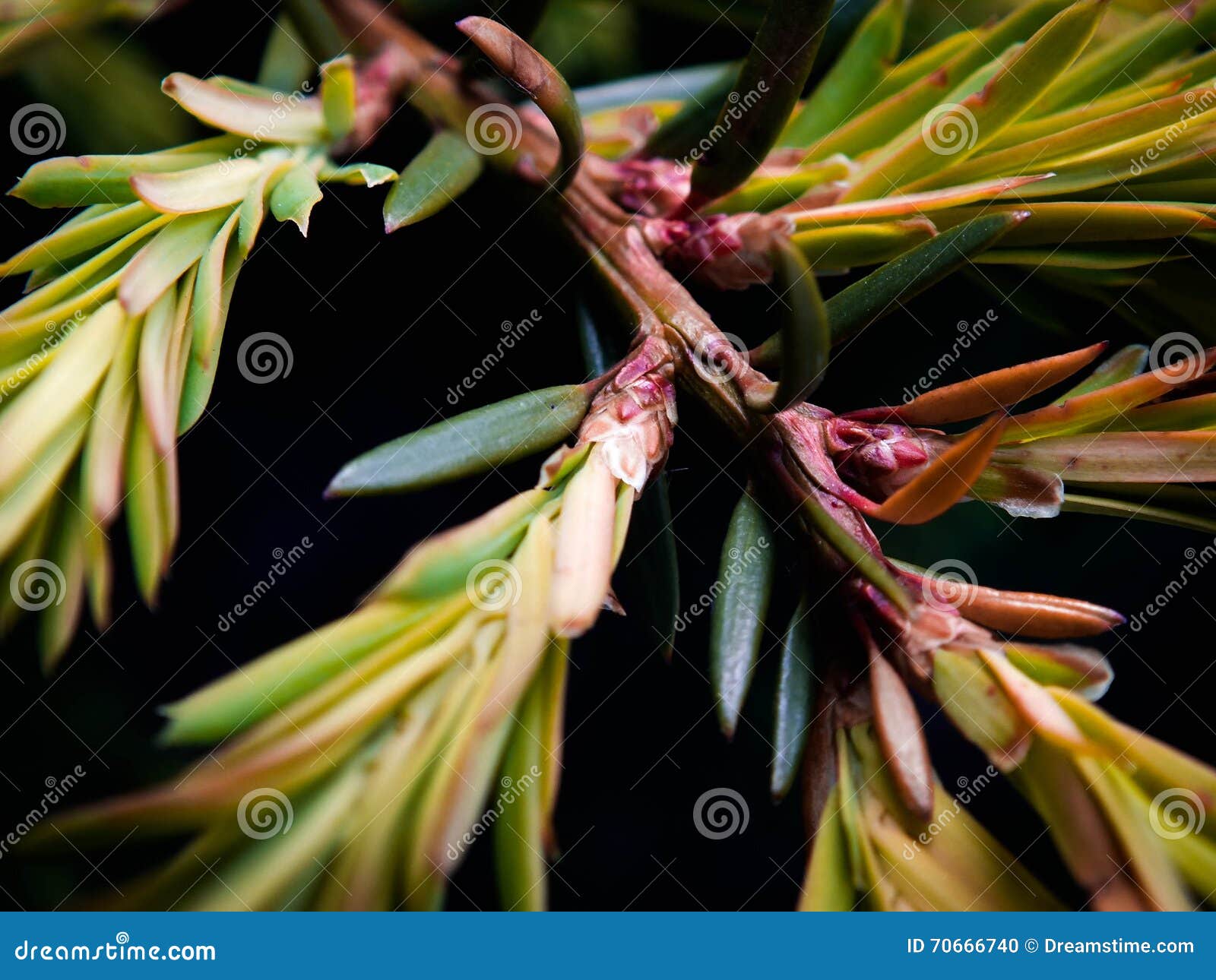 Yew-tree stock photo. Image of violet, conifer, tree - 70666740