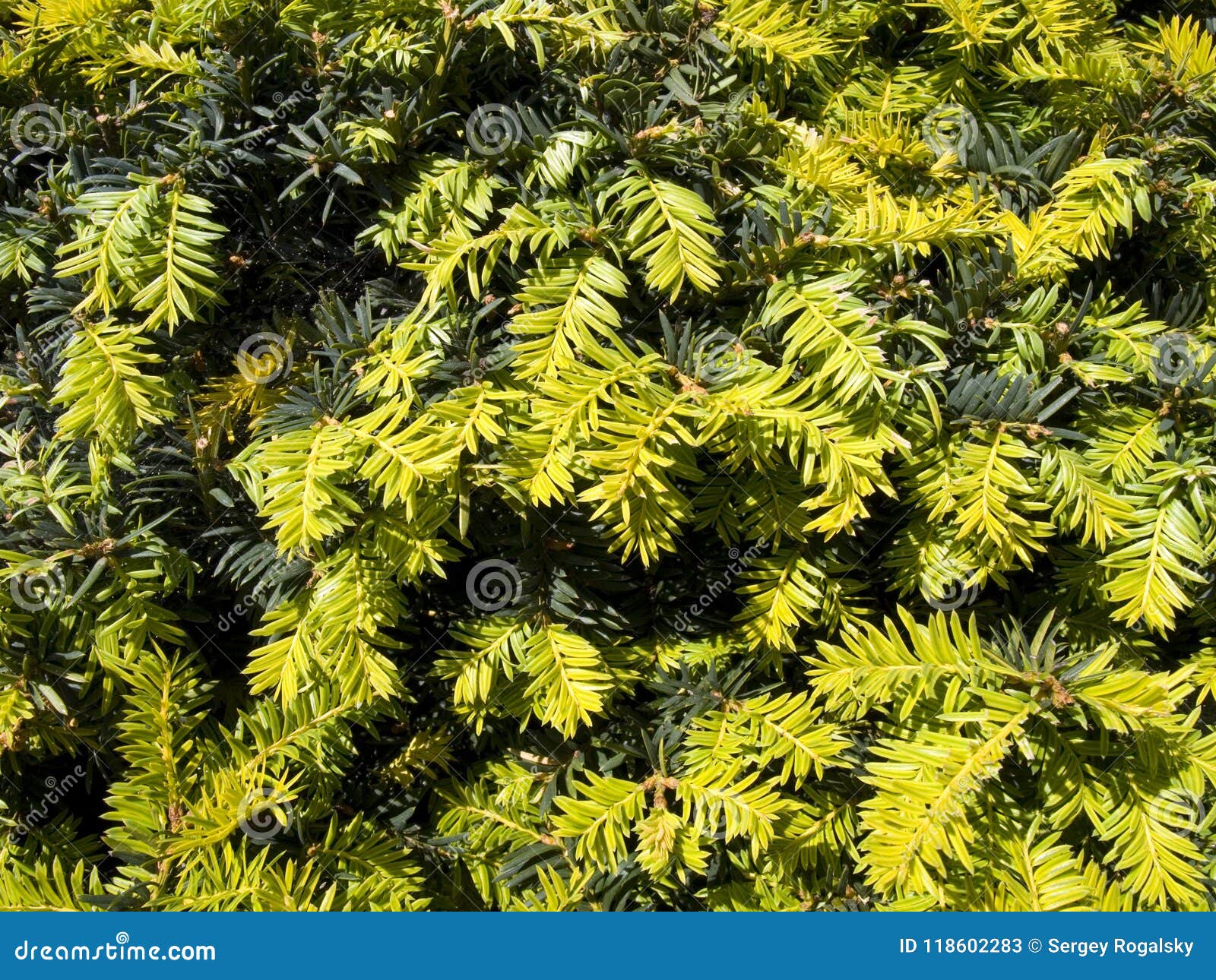 Branches of yew tree stock image. Image of green, branches - 118602283