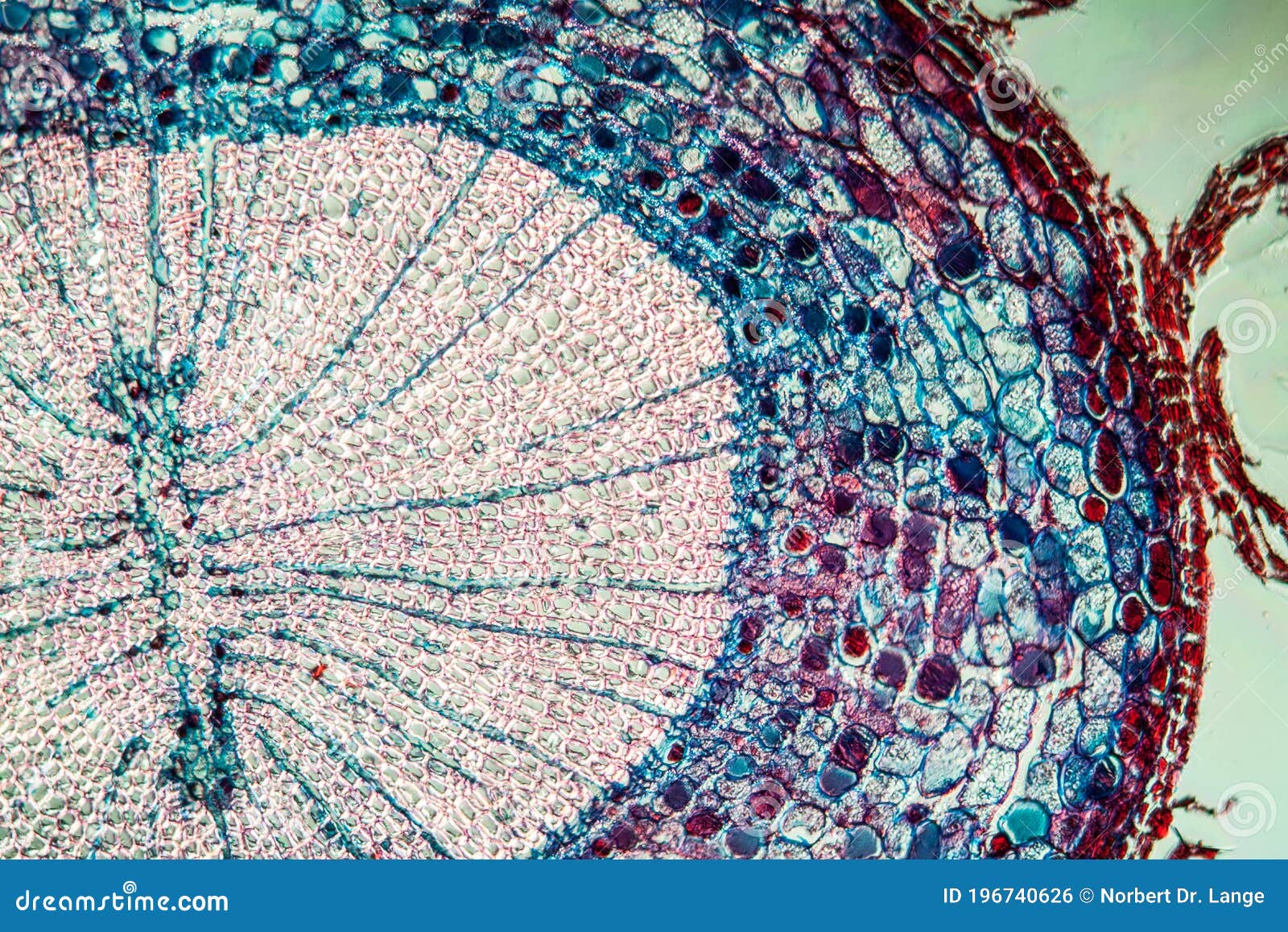 Yew tree with root stock photo. Image of cells, conifer - 196740626