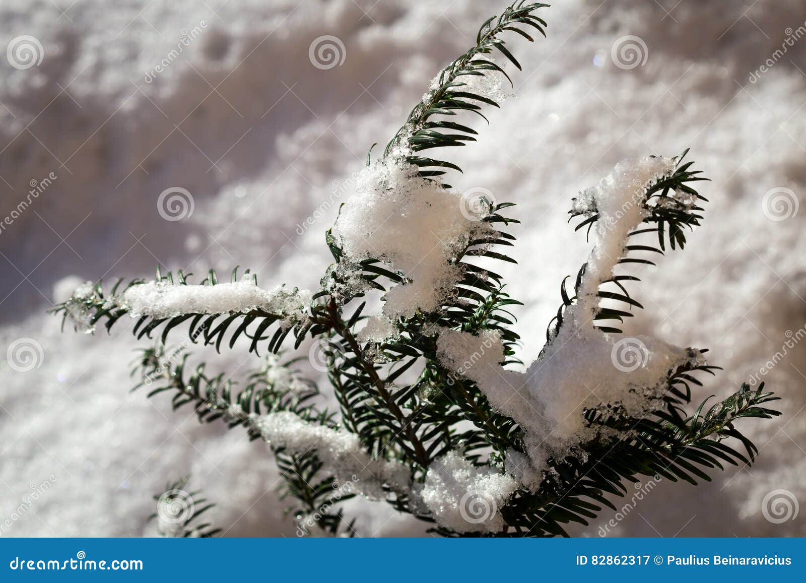 Yew tree stock image. Image of border, small, plant, closeup - 82862317