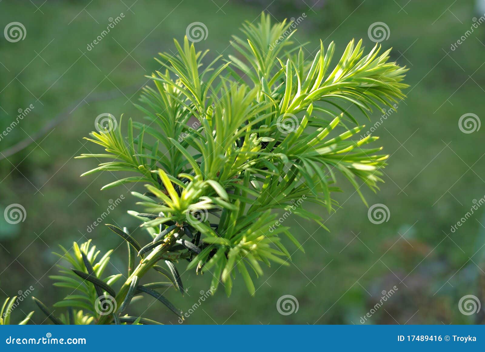 Yew Tree (Taxus Cuspidata). Stock Photo - Image of flora, needles: 17489416