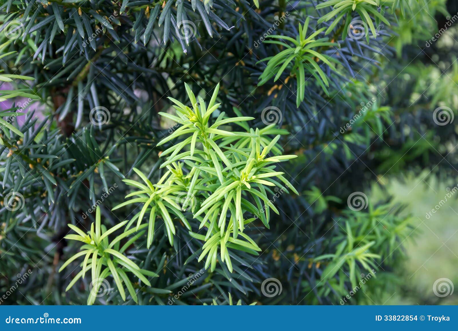 Yew Tree (Taxus Cuspidata). Stock Photo - Image of japanese, growing ...