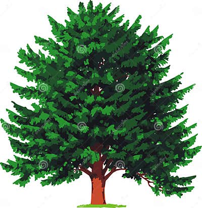 Yew tree. Vector stock vector. Illustration of green - 20002753