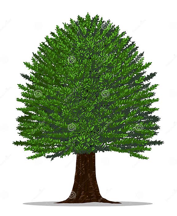 Yew Tree on White Background Stock Vector - Illustration of drawing ...