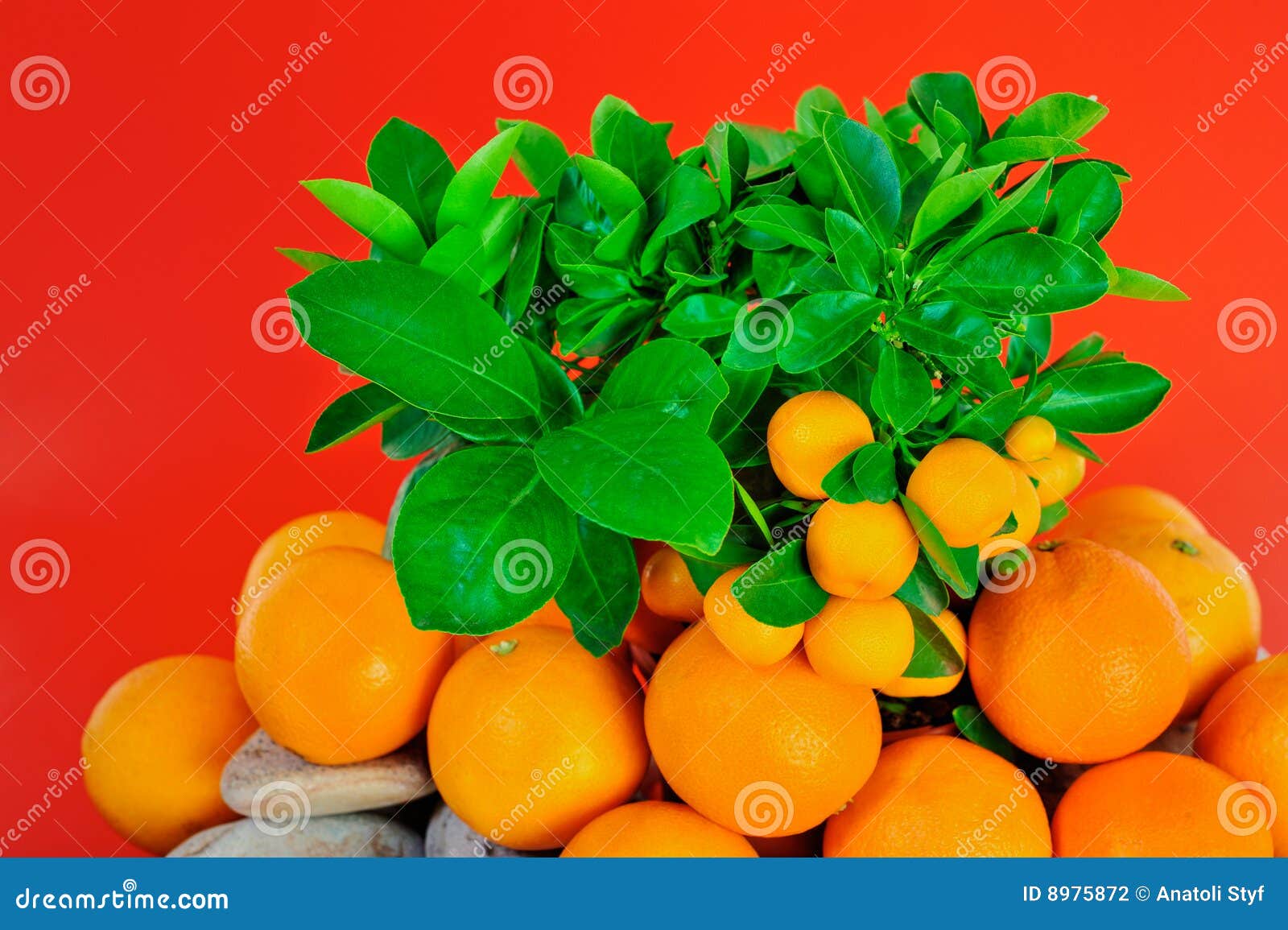 Yield stock photo. Image of fruit, green, fresh, orange - 8975872