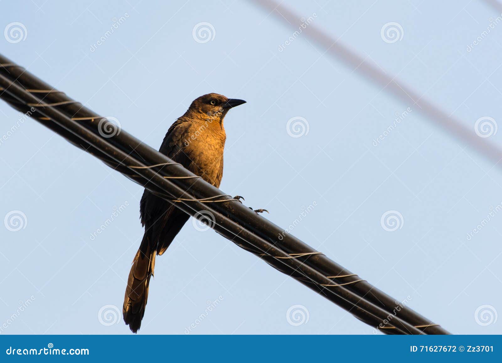 Yiguirro bird on a cable stock photo. Image of feeding - 71627672