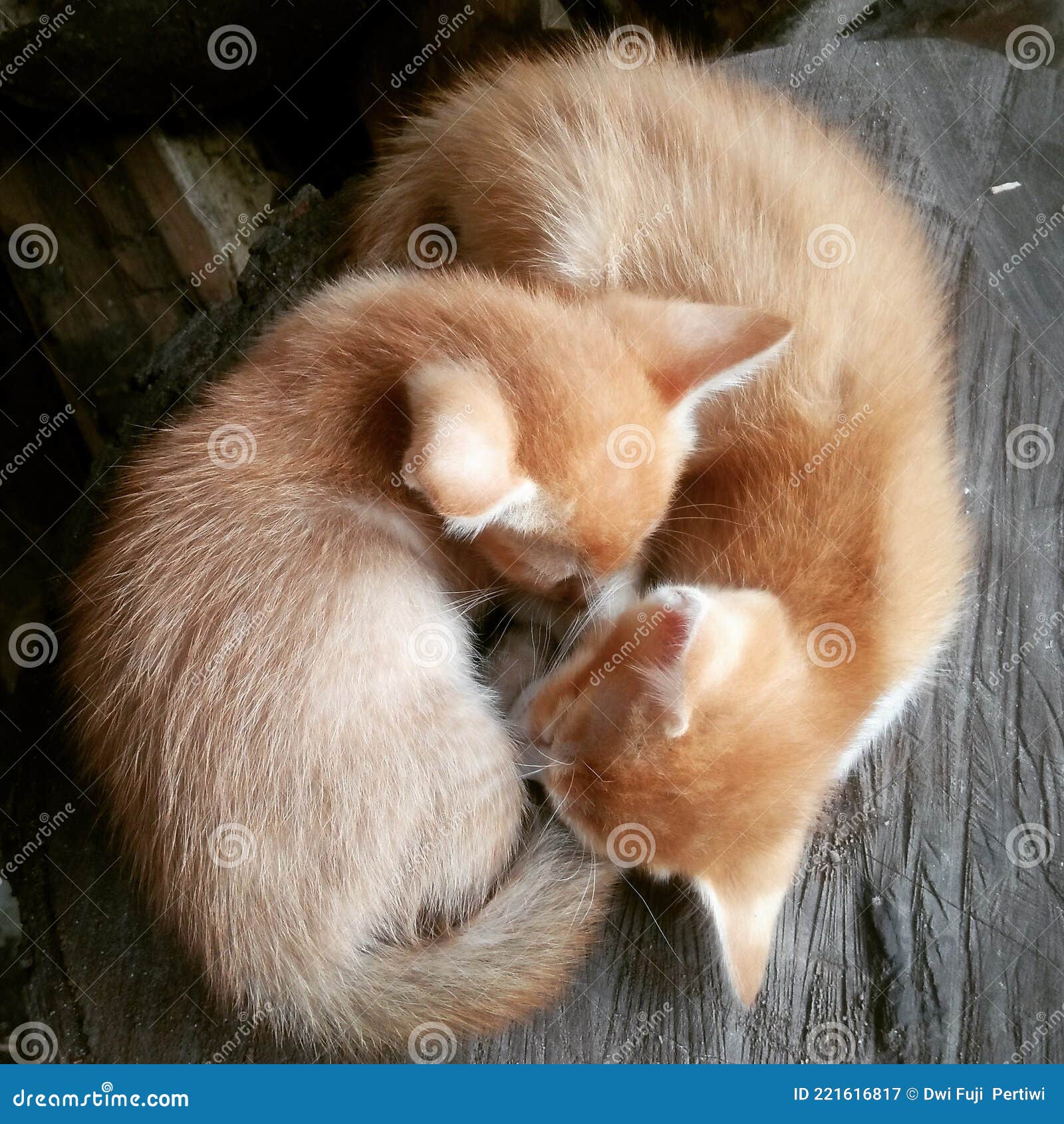 The yin-yang cat stock image. Image of yang, animals - 221616817