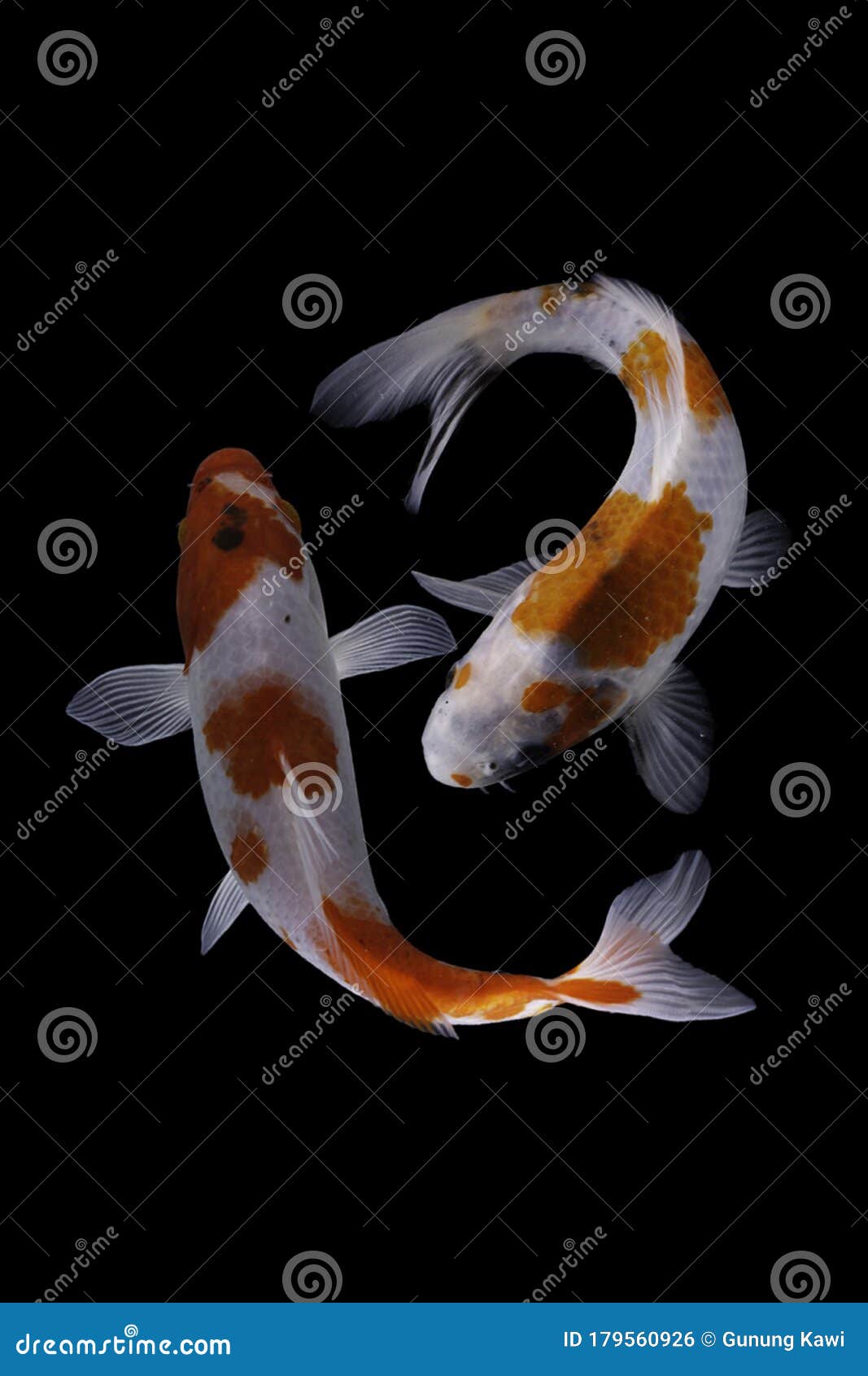Two Koi Fish Doitsu With A Black Background Stock Photo | CartoonDealer ...