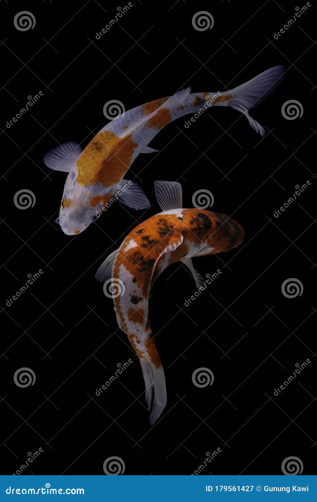 Two Koi Fish Doitsu With A Black Background Stock Photo | CartoonDealer ...