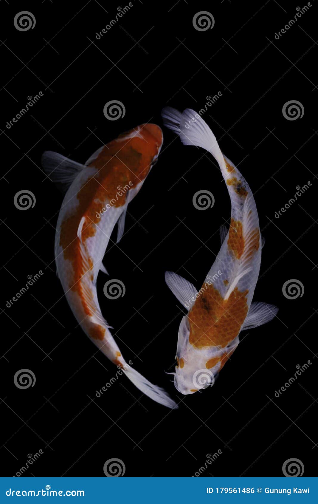 Two Koi Fish Doitsu With A Black Background Royalty-Free Stock ...